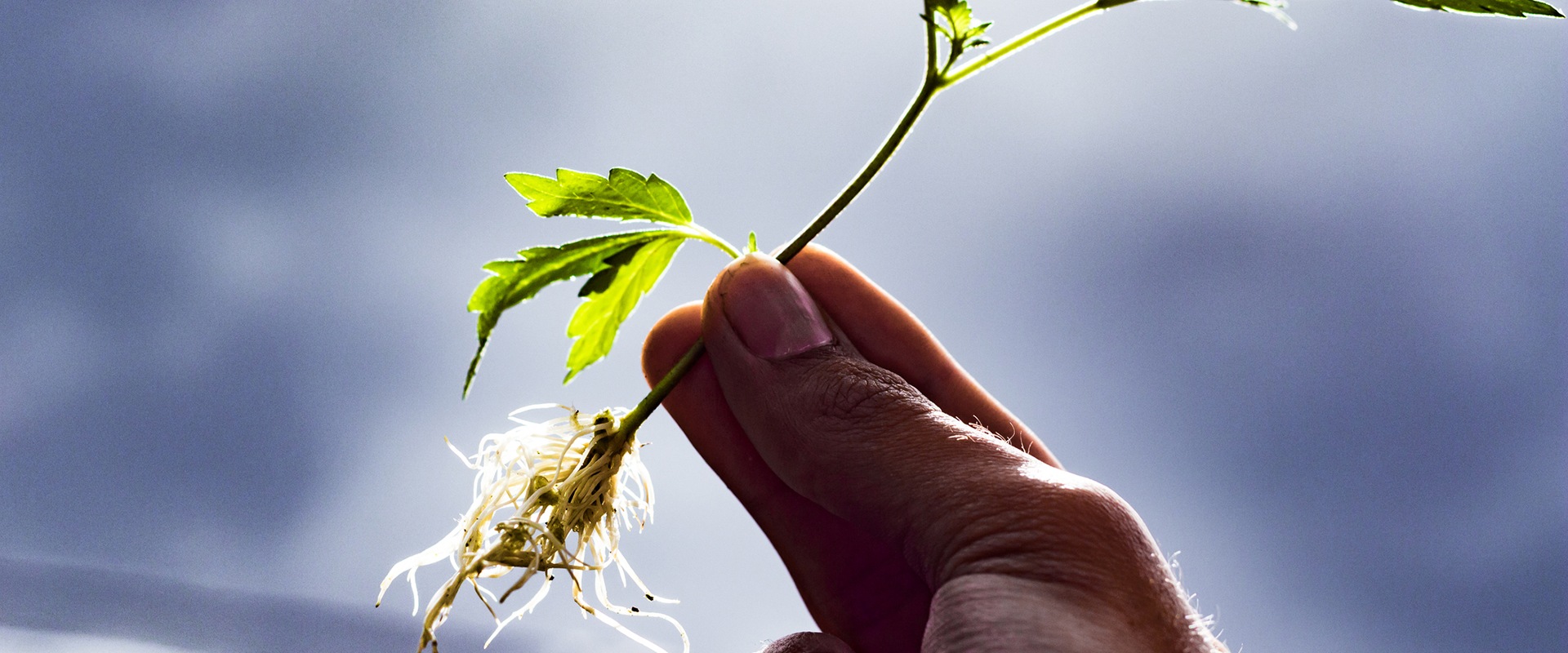 All About Cannabis Seeds: Can You Clone a Cannabis Plant Grown from a Seed?